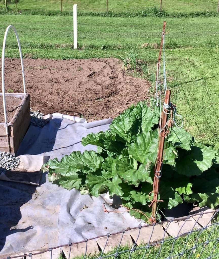 Growing Rhubarb in Your Garden-Homemade Food Junkie