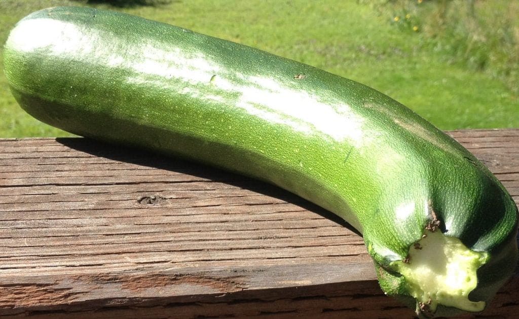 Zucchini Fries, Healthy and Delicious! | Homemade Food Junkie