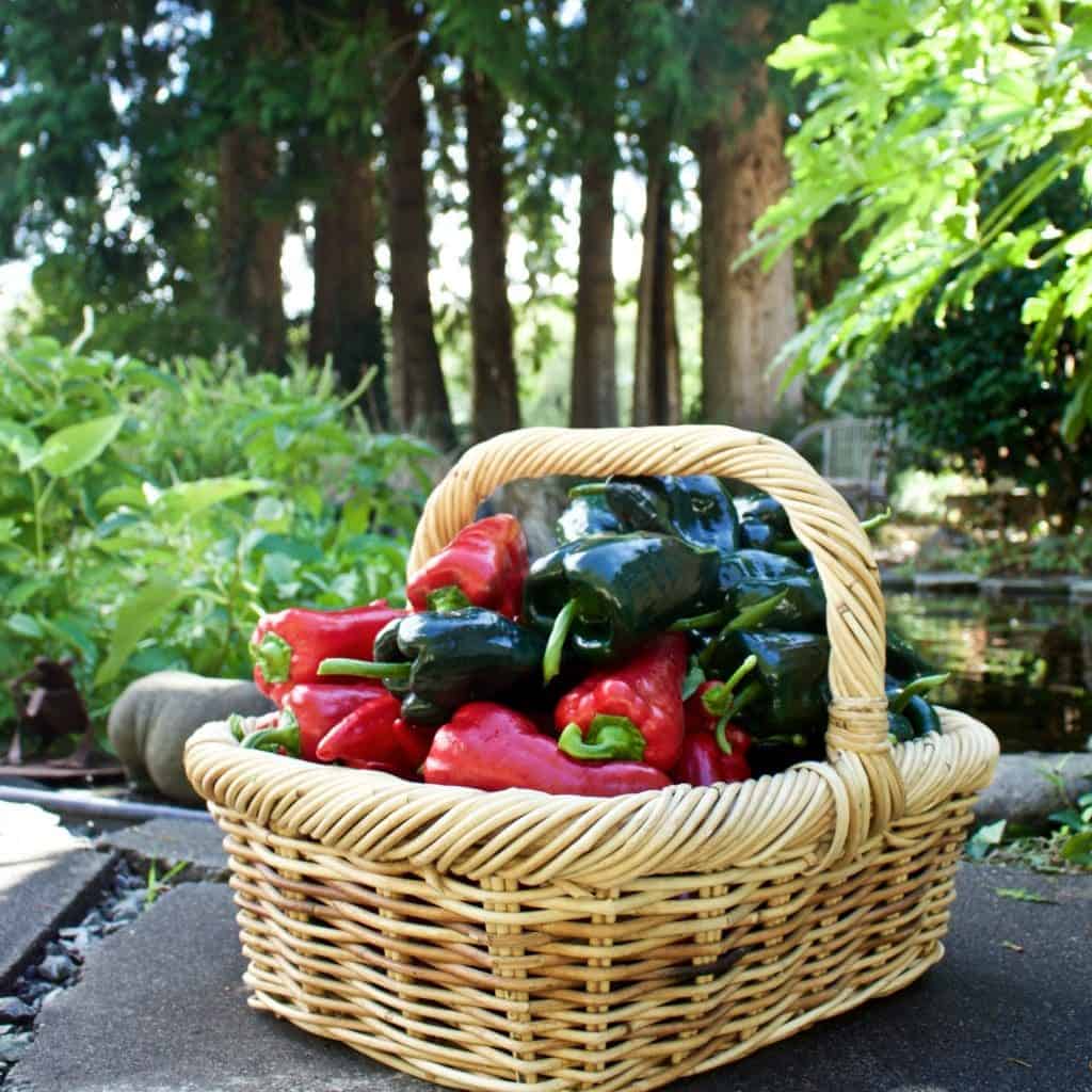 5 Tips For Growing Perfect Peppers | Homemade Food Junkie