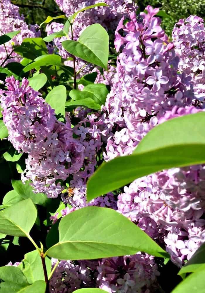 Spring Flowering Bushes You'll Love | Homemade Food Junkie